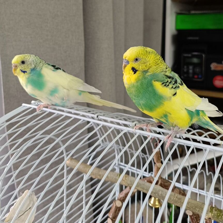 Волнистый попугай