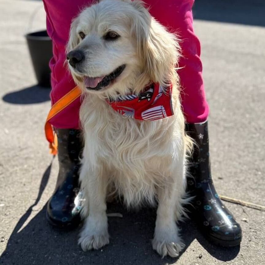 Американский кокер-спаниель, взрослый пёс