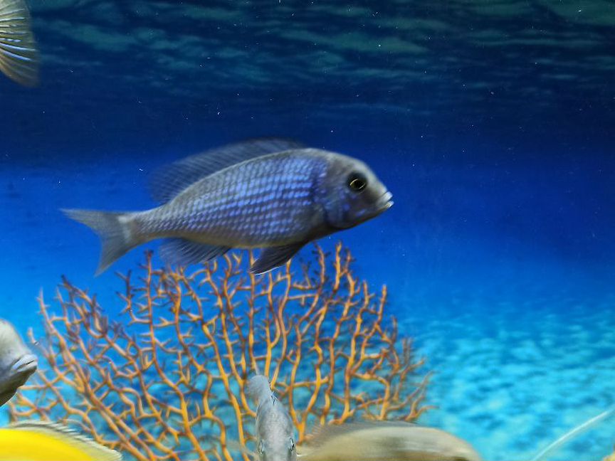 Голубой дельфин самец