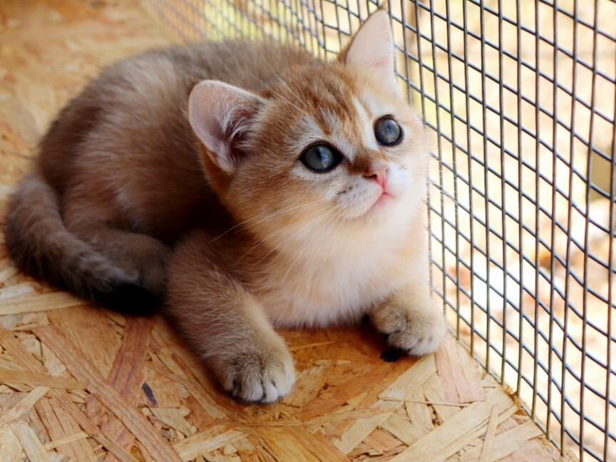 Шотландская золотая шиншилла девочка ny11