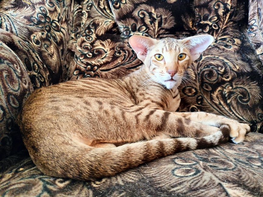 Ориентальный кот в экстримальном типе