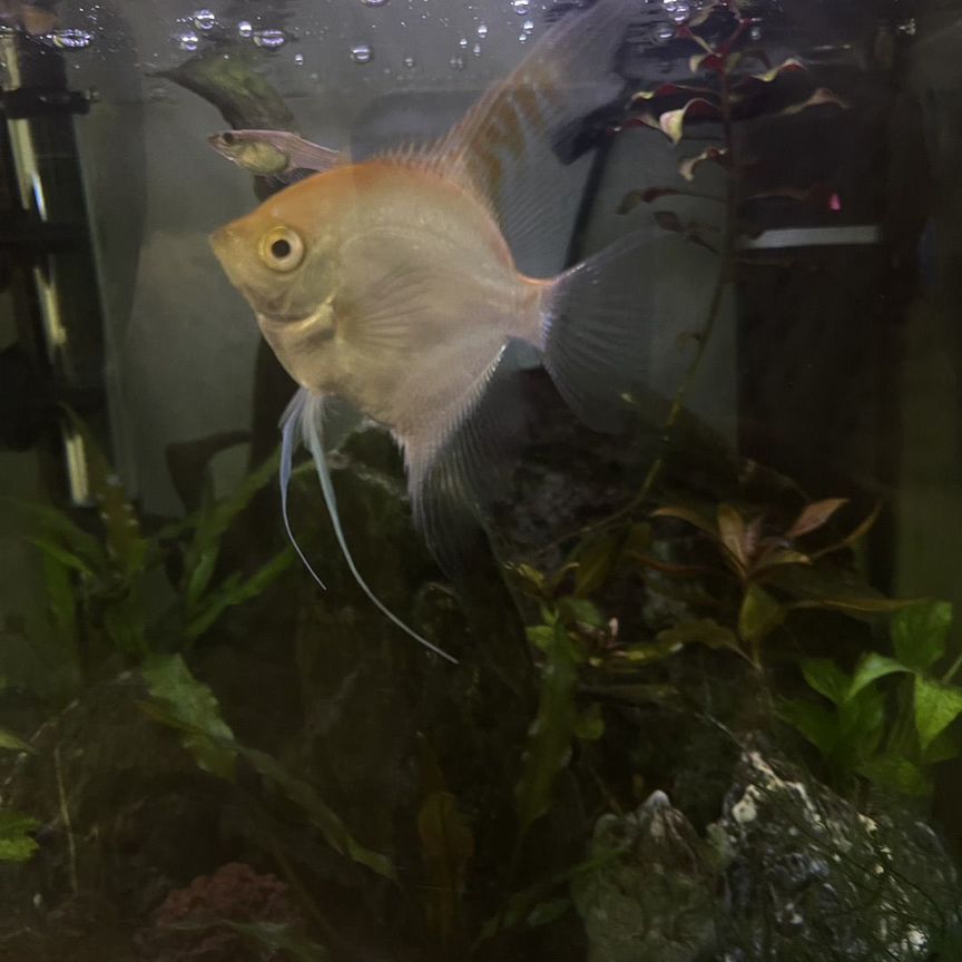 Скалярия, неон и петушки самки в дар