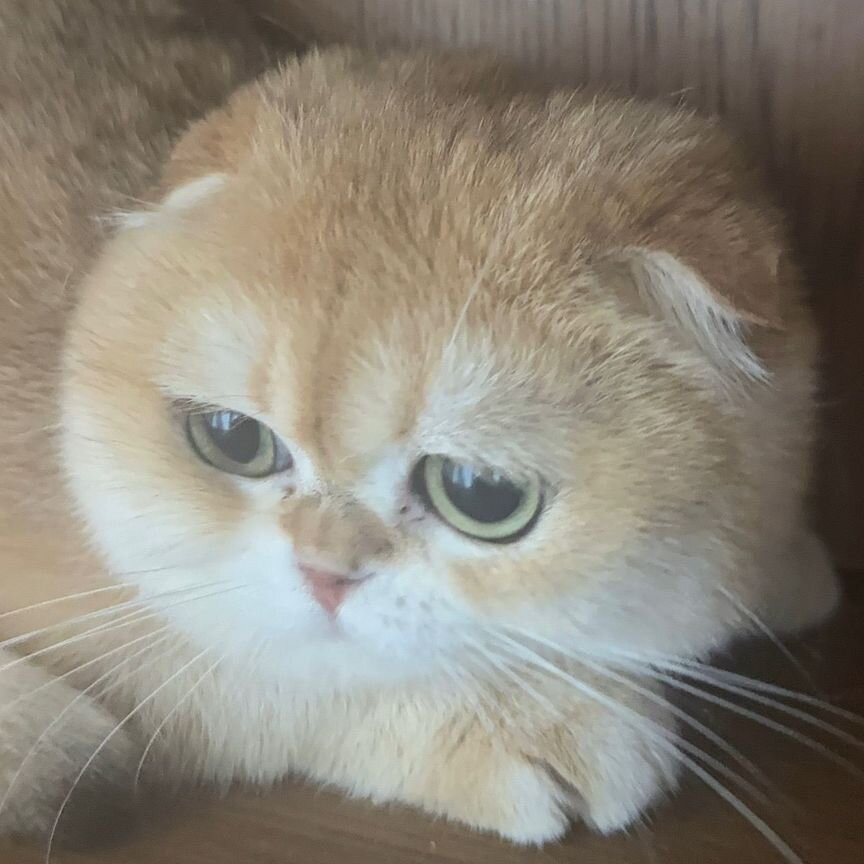 Шотландская вислоухая короткошёрстная, взрослая кошка