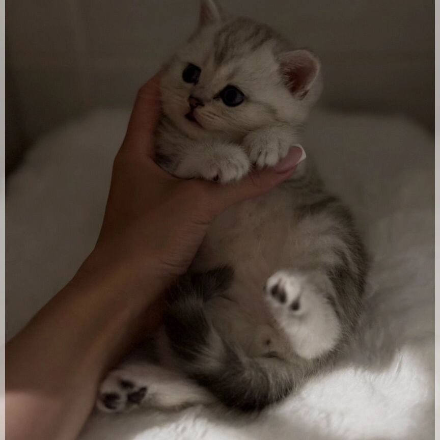 Шотландский вислоухий короткошёрстный котёнок