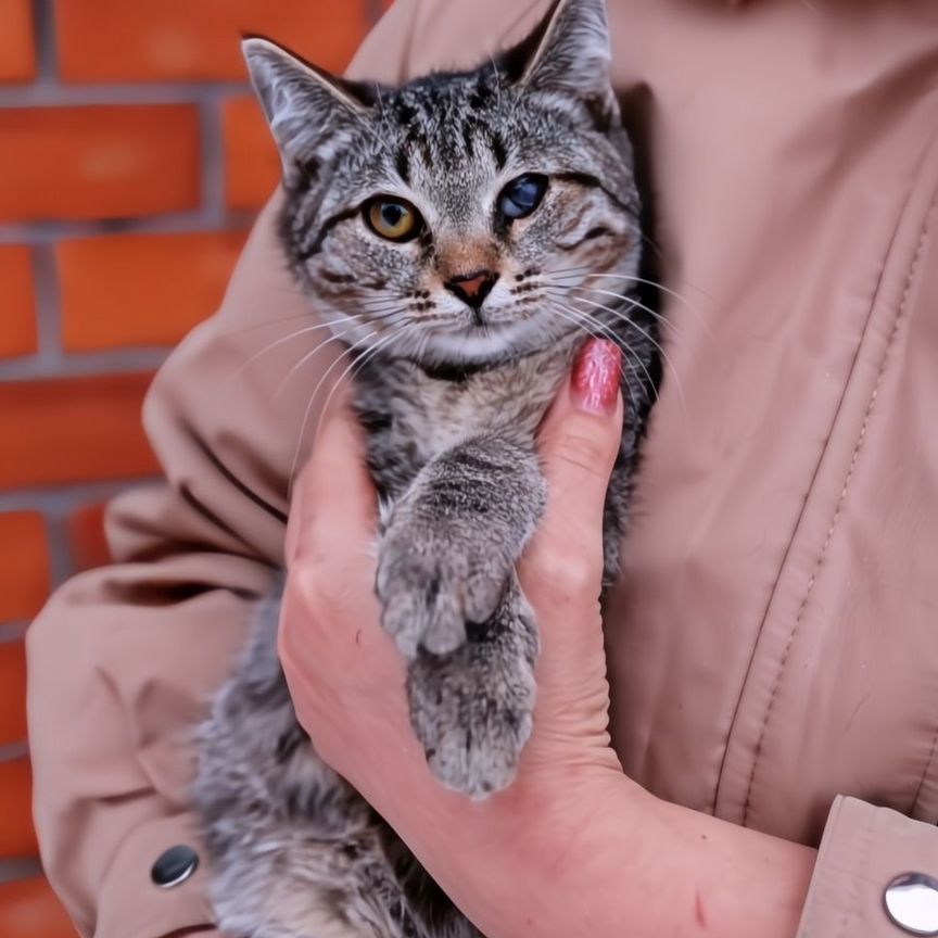 Котёнок в добрые руки