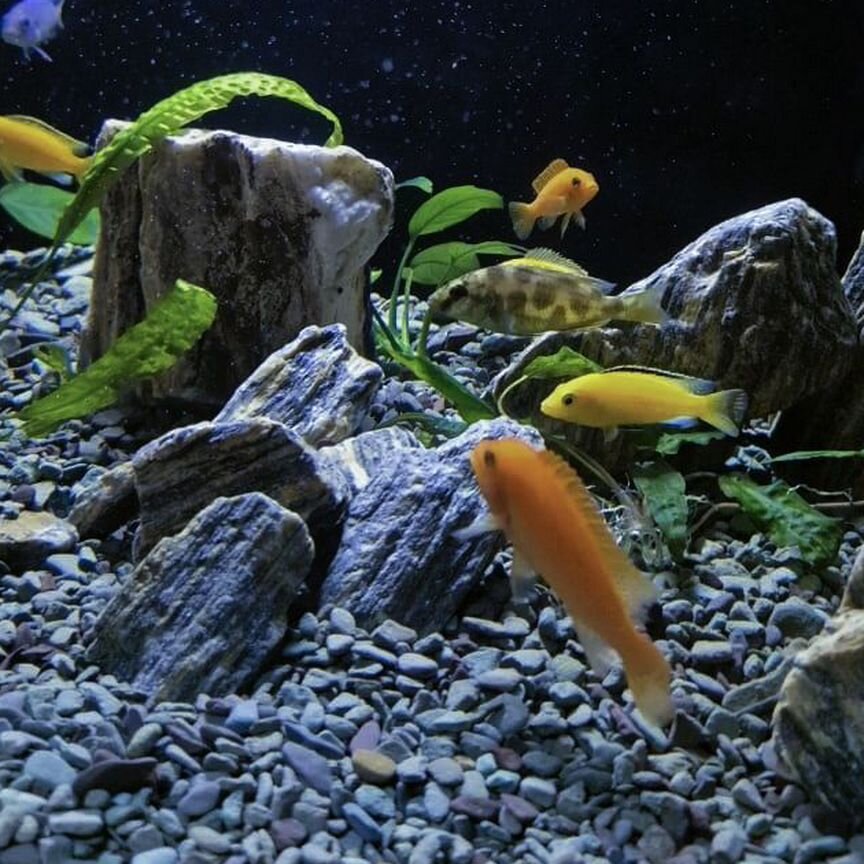 Украшение для аквариума(камень кора)