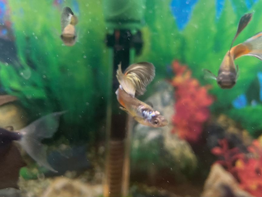 Рыбки гупешки маленький