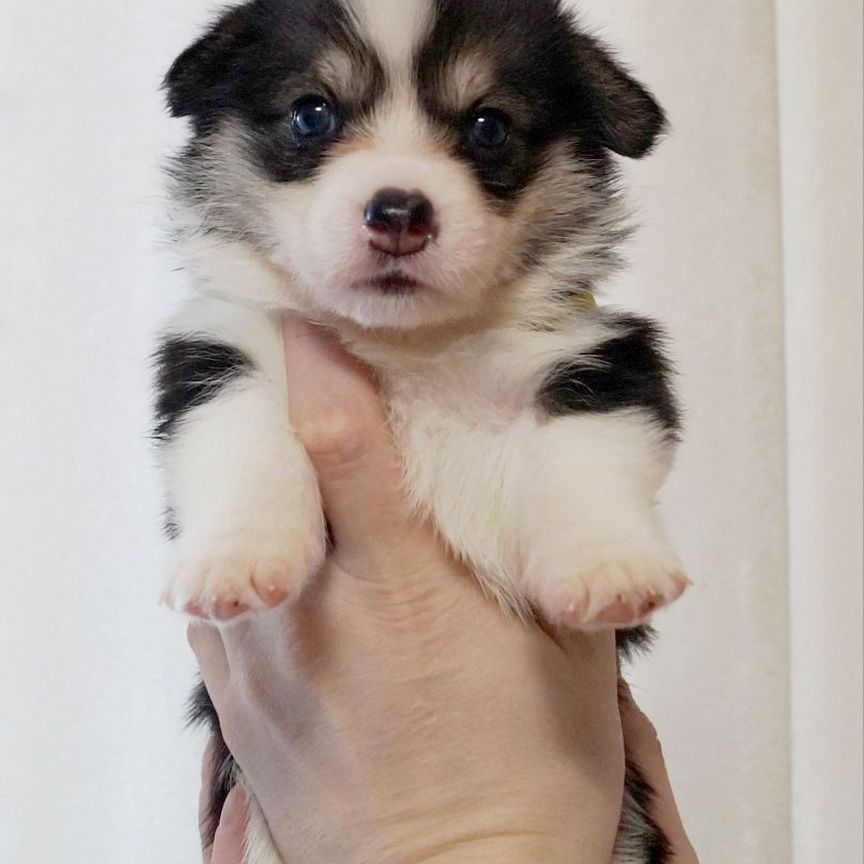 Щенок вельш корги пемброк