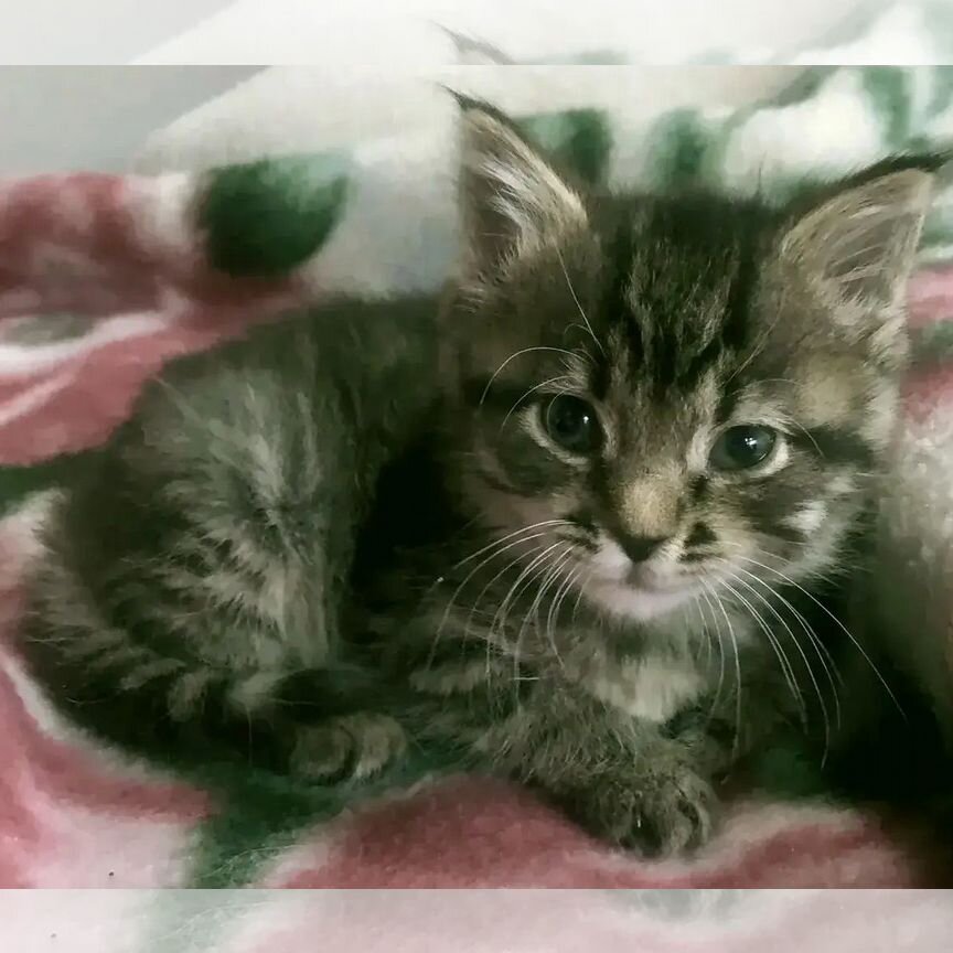 Мейн-кун котёнок