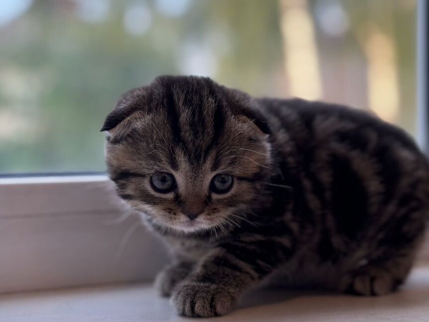 Шотландские котята
