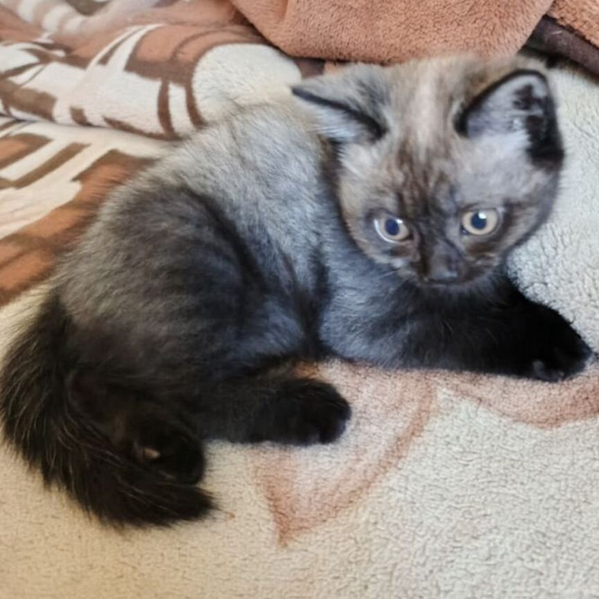 Британский короткошёрстный котёнок