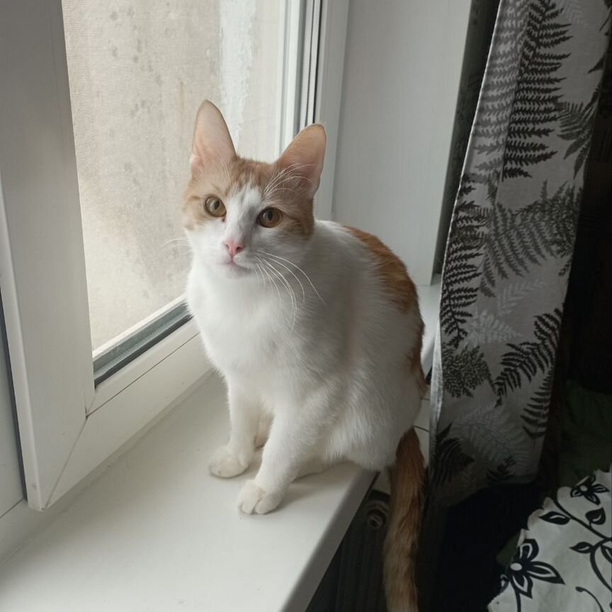 Отдам котенка в добрые руки