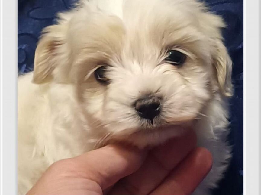 Мальтипу Ф1 мальчик - 1