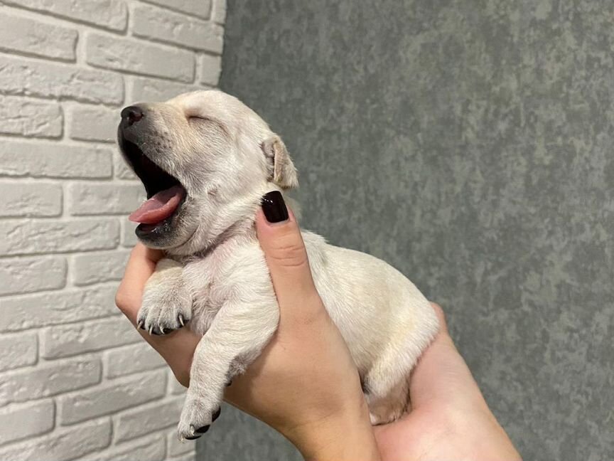 Малыши тойчики