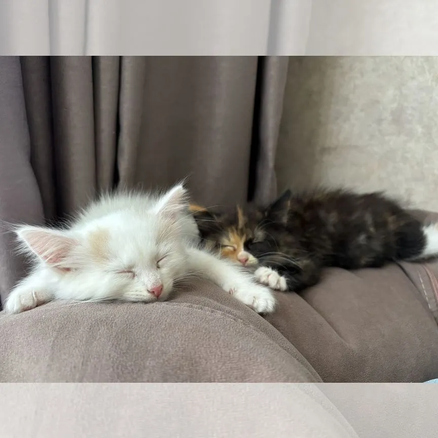 Котята в добрые руки бесплатно
