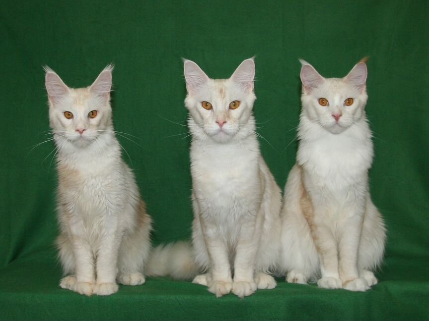 Мейн-кун мальчики с документами