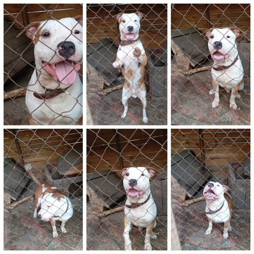 Стаффордширский терьер