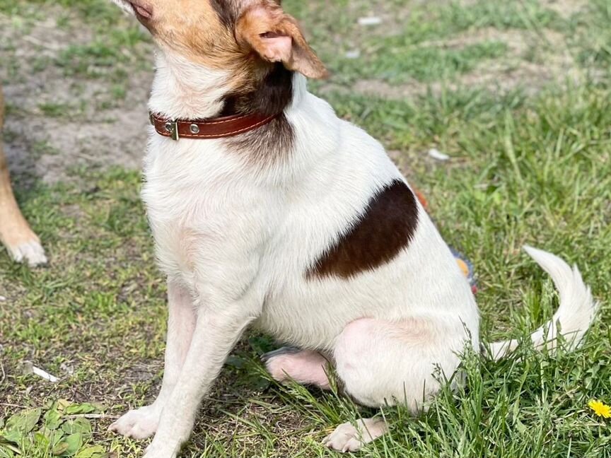 Маленькая собака