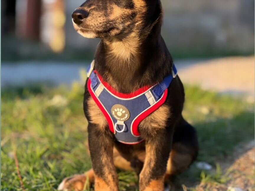 Маленький щенок коротколапик в добрые руки
