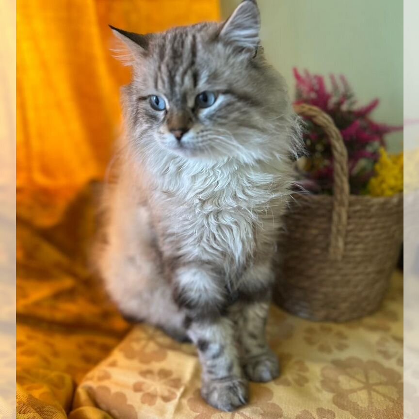Невский маскарадный кот 4 года
