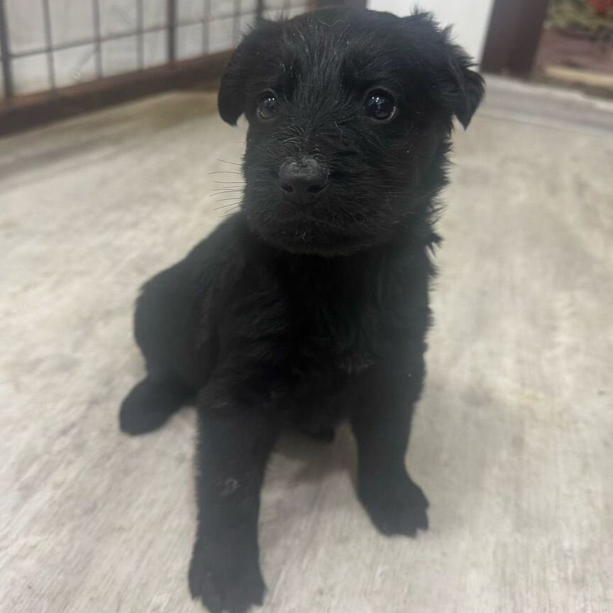 Щенки маленькие ищут дом