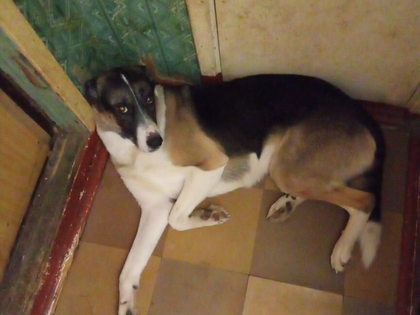 Метис лайки отдам бесплатно