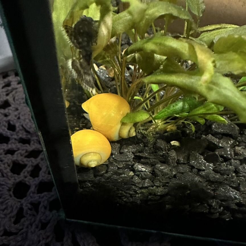 Ампулярии бесплатно 2 маркизы