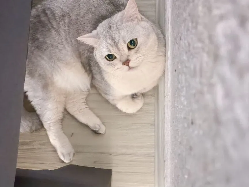 Кот