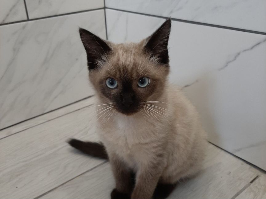 Отдадим котёнка