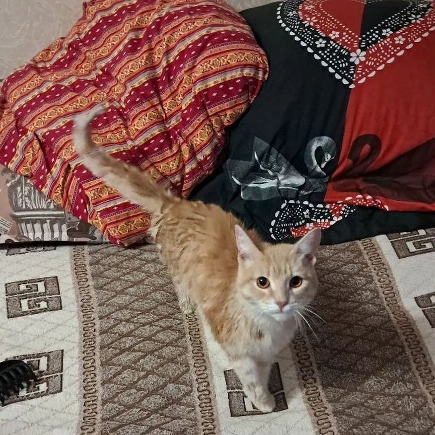 Взрослая, кошка в добрые руки