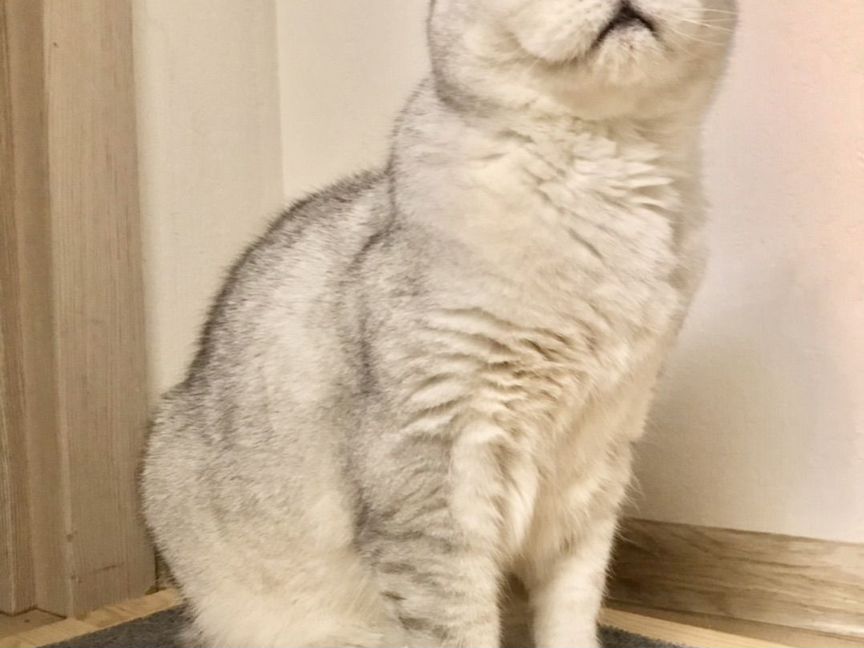 Шотландский кот