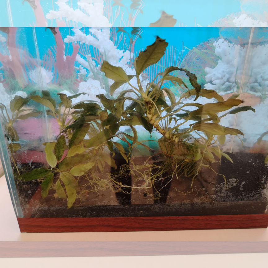Аквариумное растение