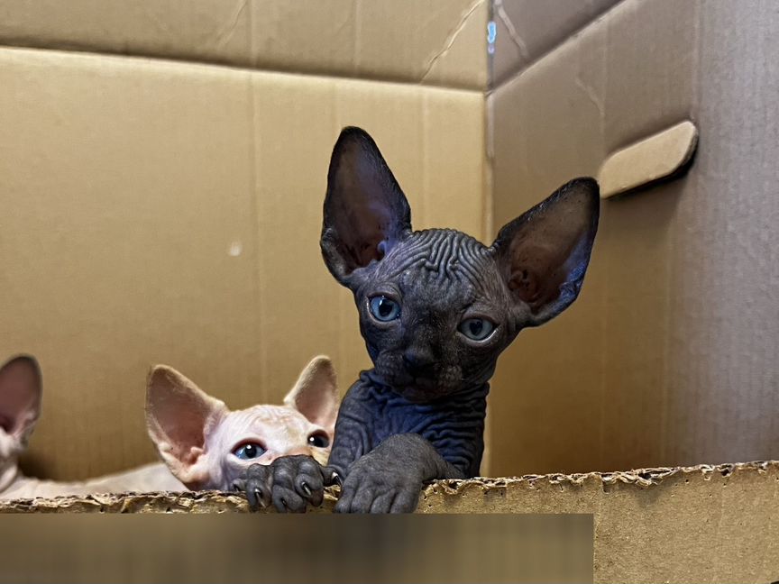 Канадский сфинкс