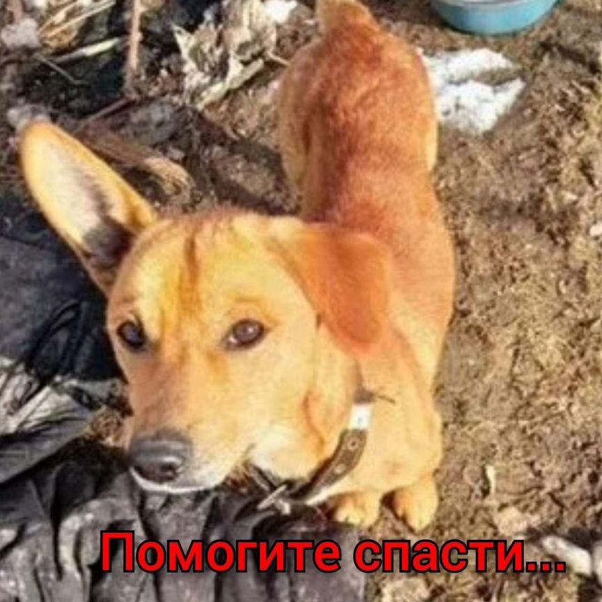 Взрослая собака в добрые руки