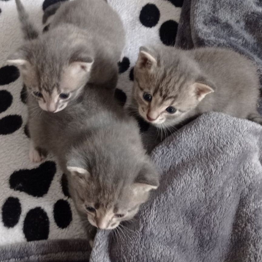 Котята в добрые руки бесплатно