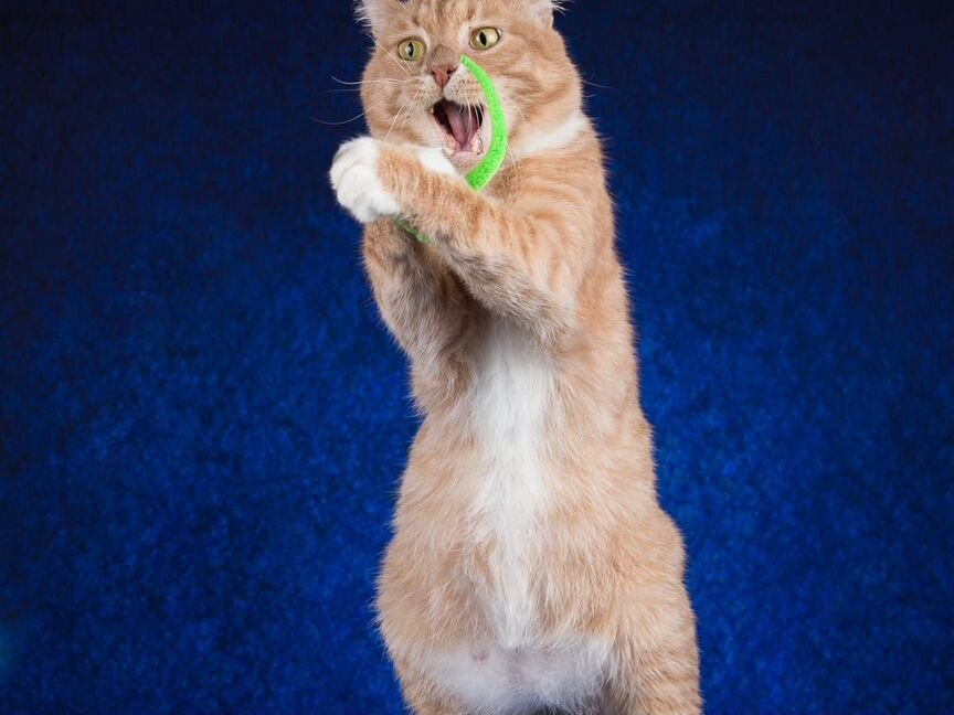 Котик Лавр