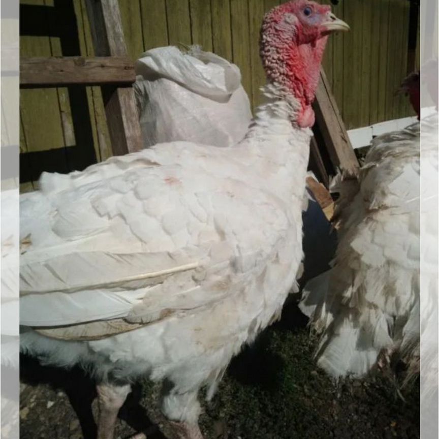 Индюки на мясо