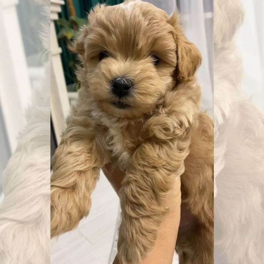 Мальтипу ф1 мини