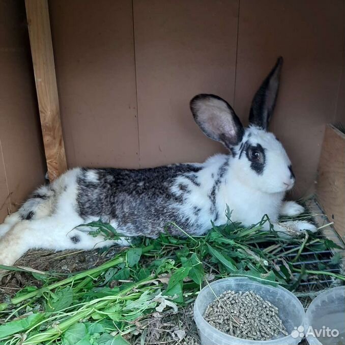 Беременная крольчиха