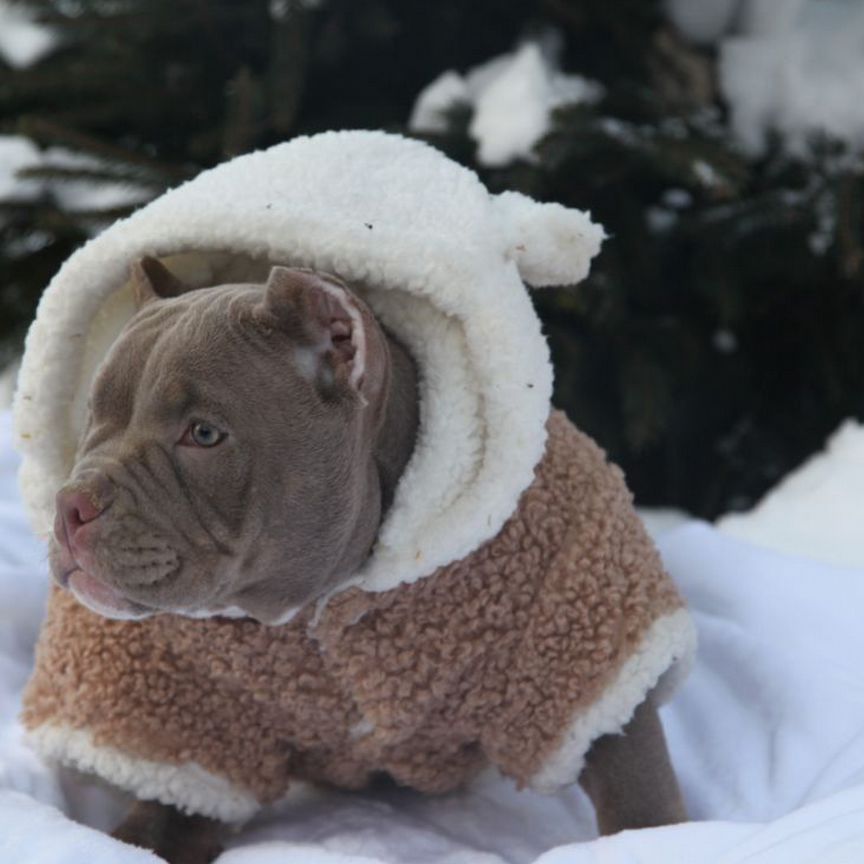 Американский булли, щенок