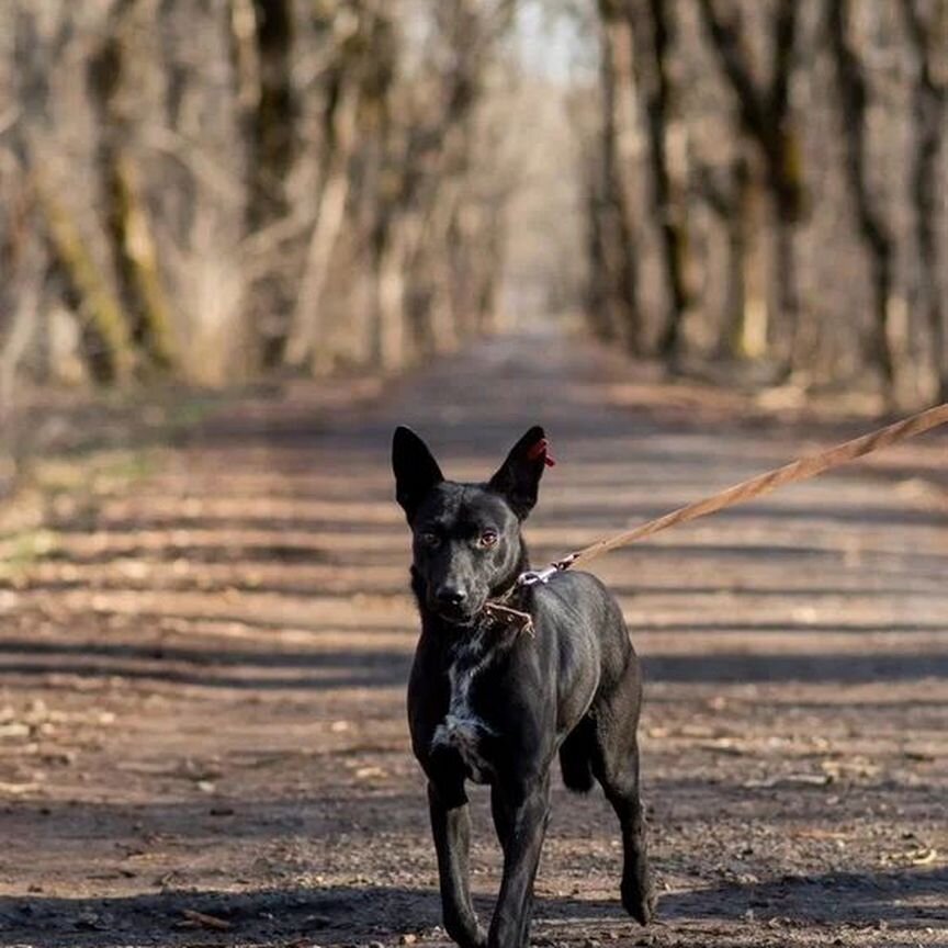Собака Люся в добрые руки