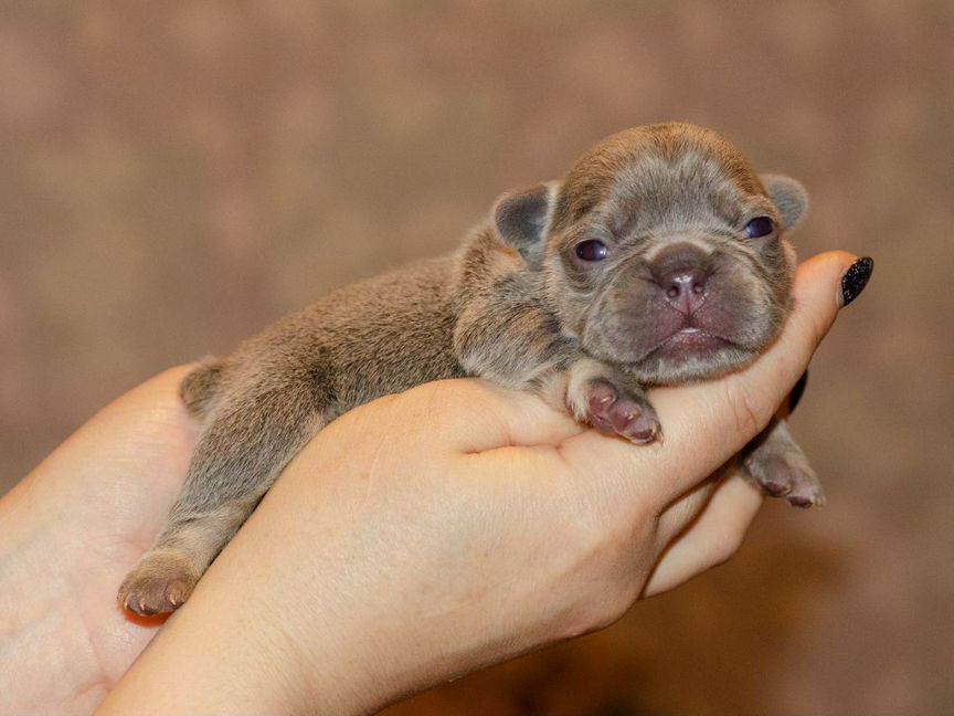 Щенки французского бульдога с флаффи