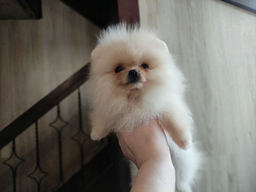 Микро помераночка. Документы РКФ