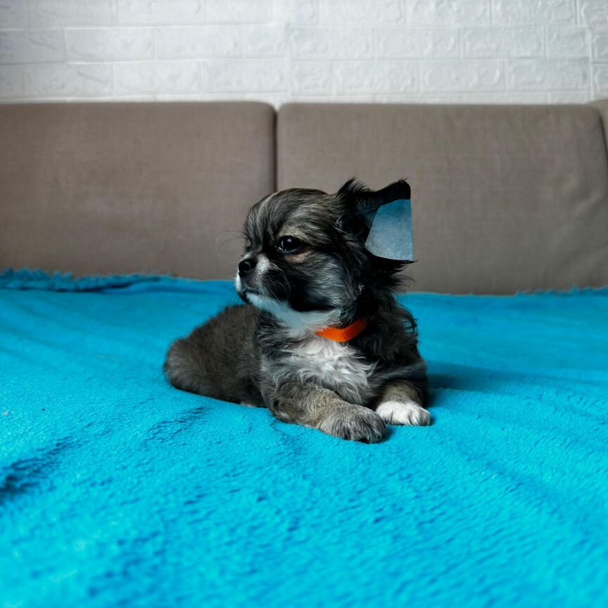 Чихуахуа девочки гл и дл