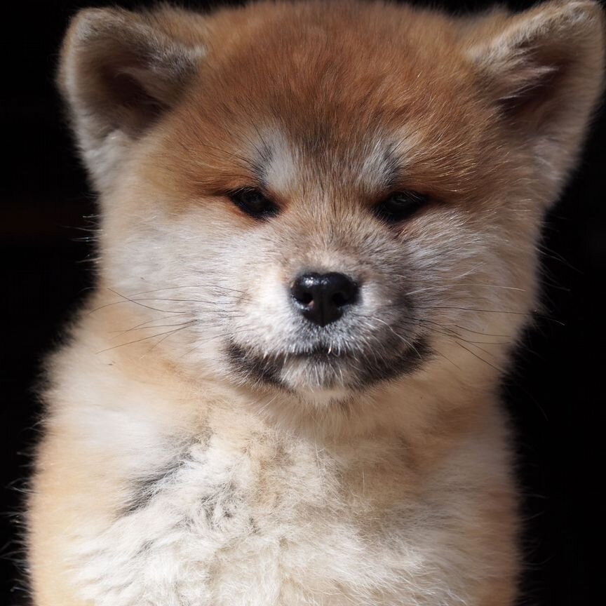 Акита-ину, щенок