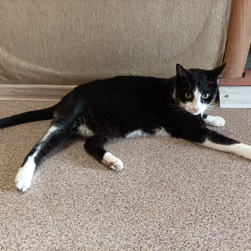 Отдам кота в добрые руки