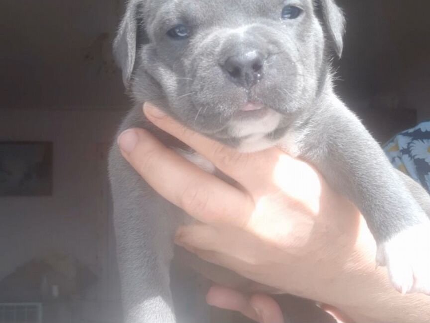 Американский булли стандарт доставка рассрочка