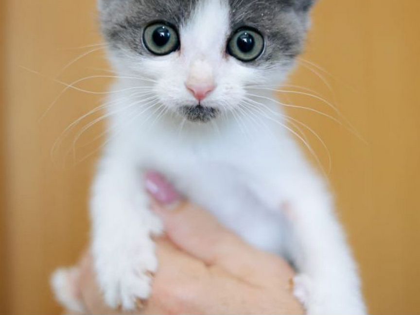 Котёнок попал в приют