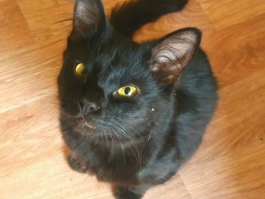 Черный красивый кот