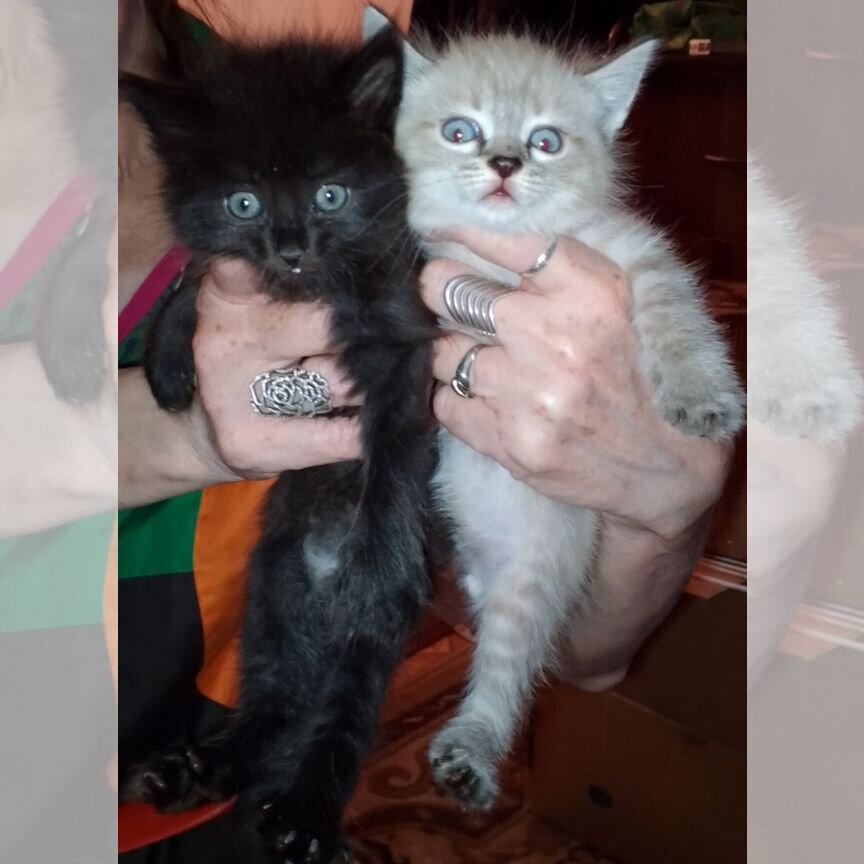 Коты